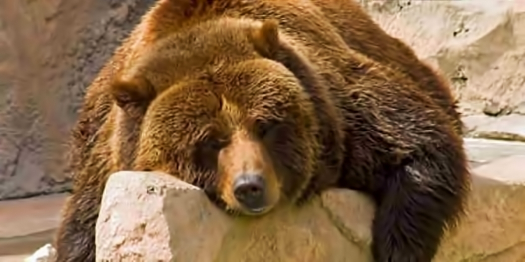Why Being a Permabull or Permabear Never Makes Sense – AdvisorAnalyst.com