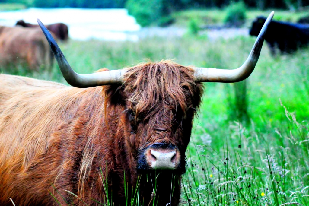 Newfound Research – AdvisorAnalyst.com