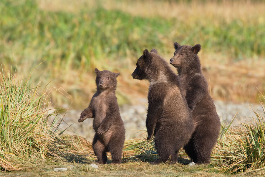 The Three Bears? – AdvisorAnalyst.com