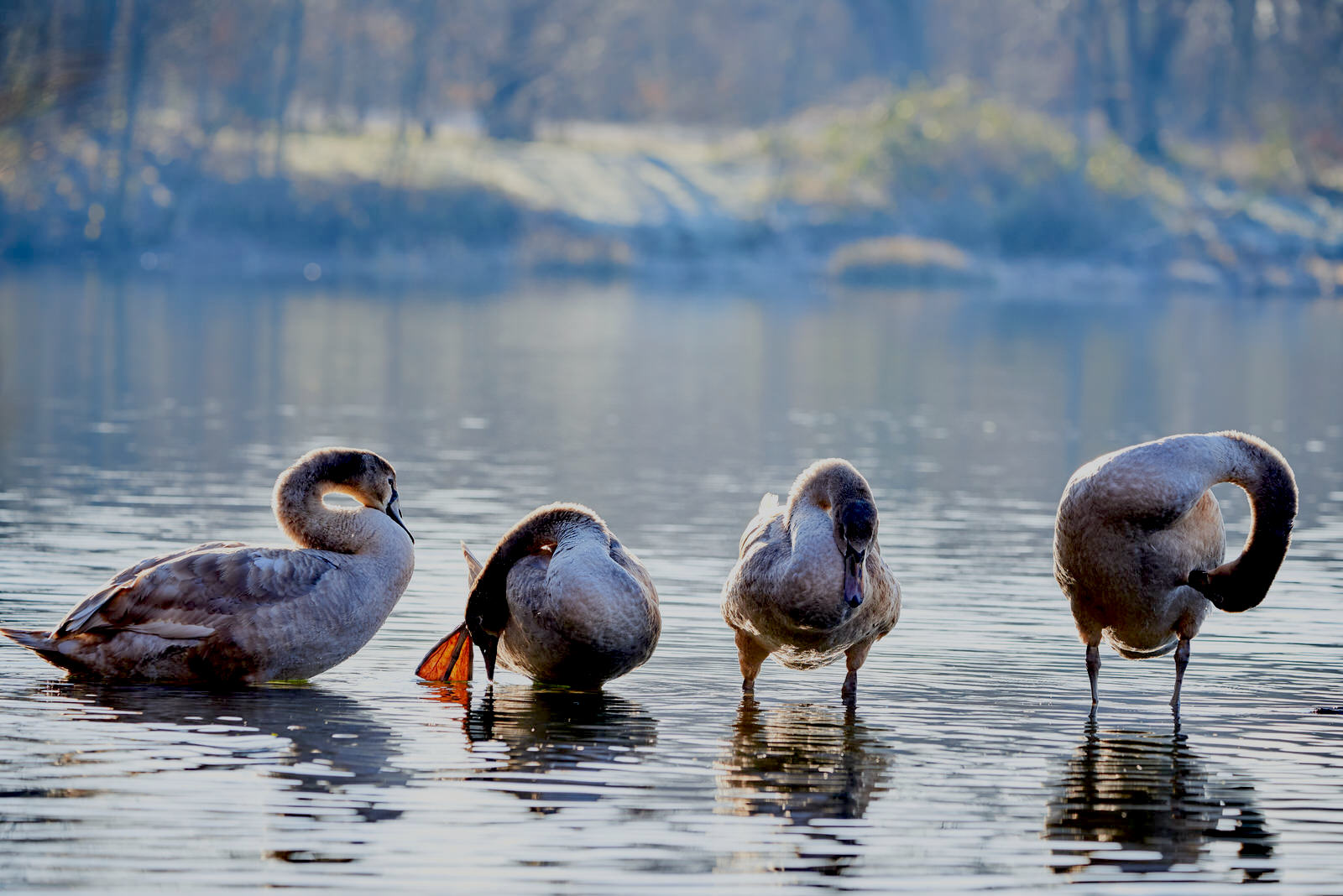 Four grey swan events that may impact markets this year ...